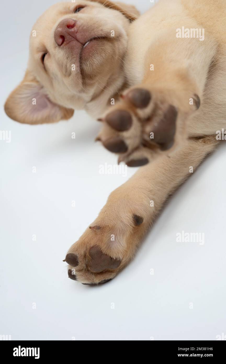 Little pet dog waking up hi-res stock photography and images - Alamy