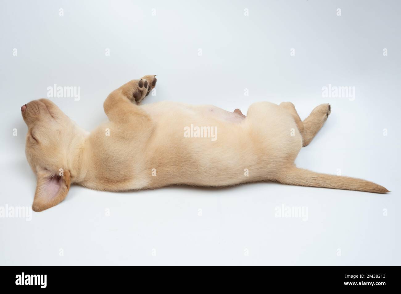 Dog Lying Down Side View