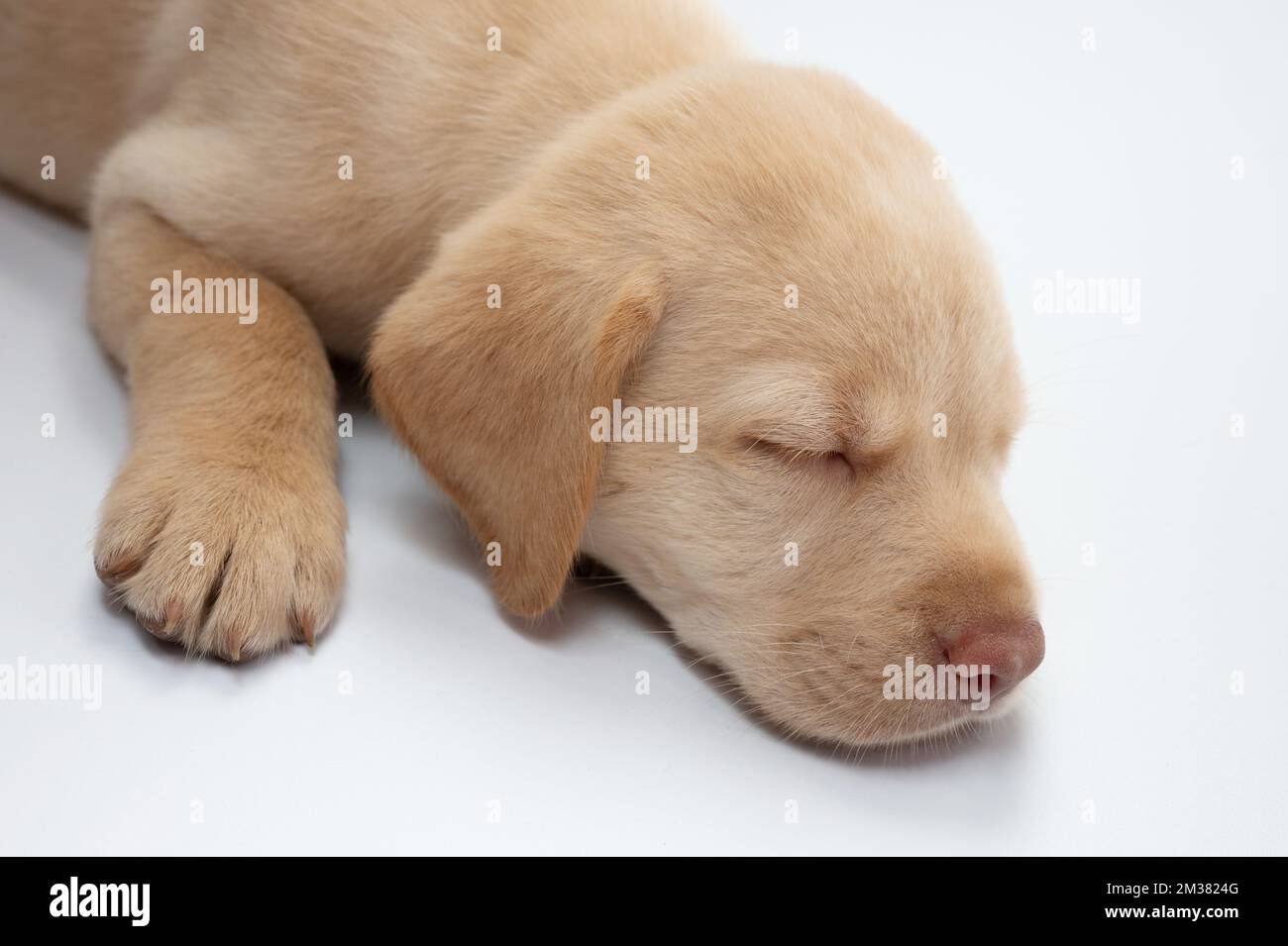 Head of sleeping labrador puppy close up isolated on studio background ...