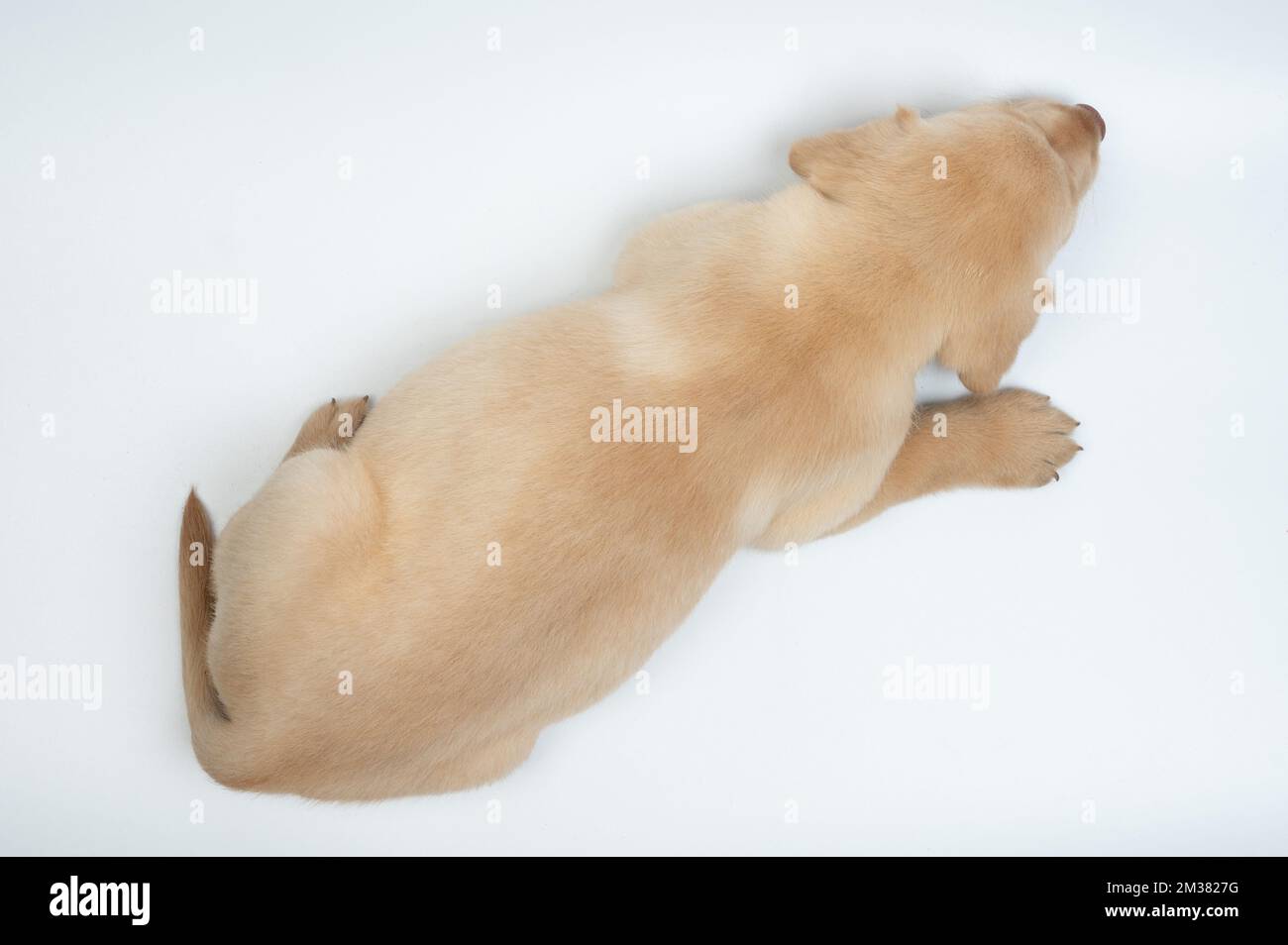 Labrador cub above top view Isolated lay on white studio background ...