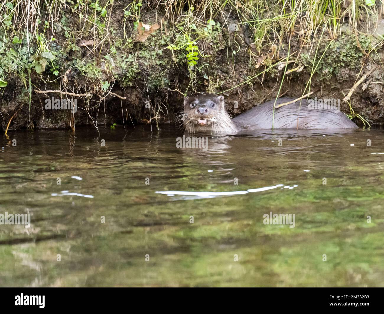 River otter hunting in lake hi-res stock photography and images - Alamy