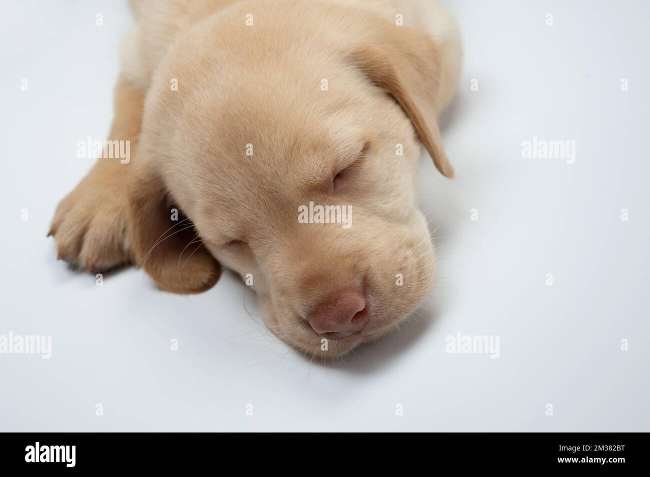 Cute sleeping labrador dog puppy close up view on studio background ...