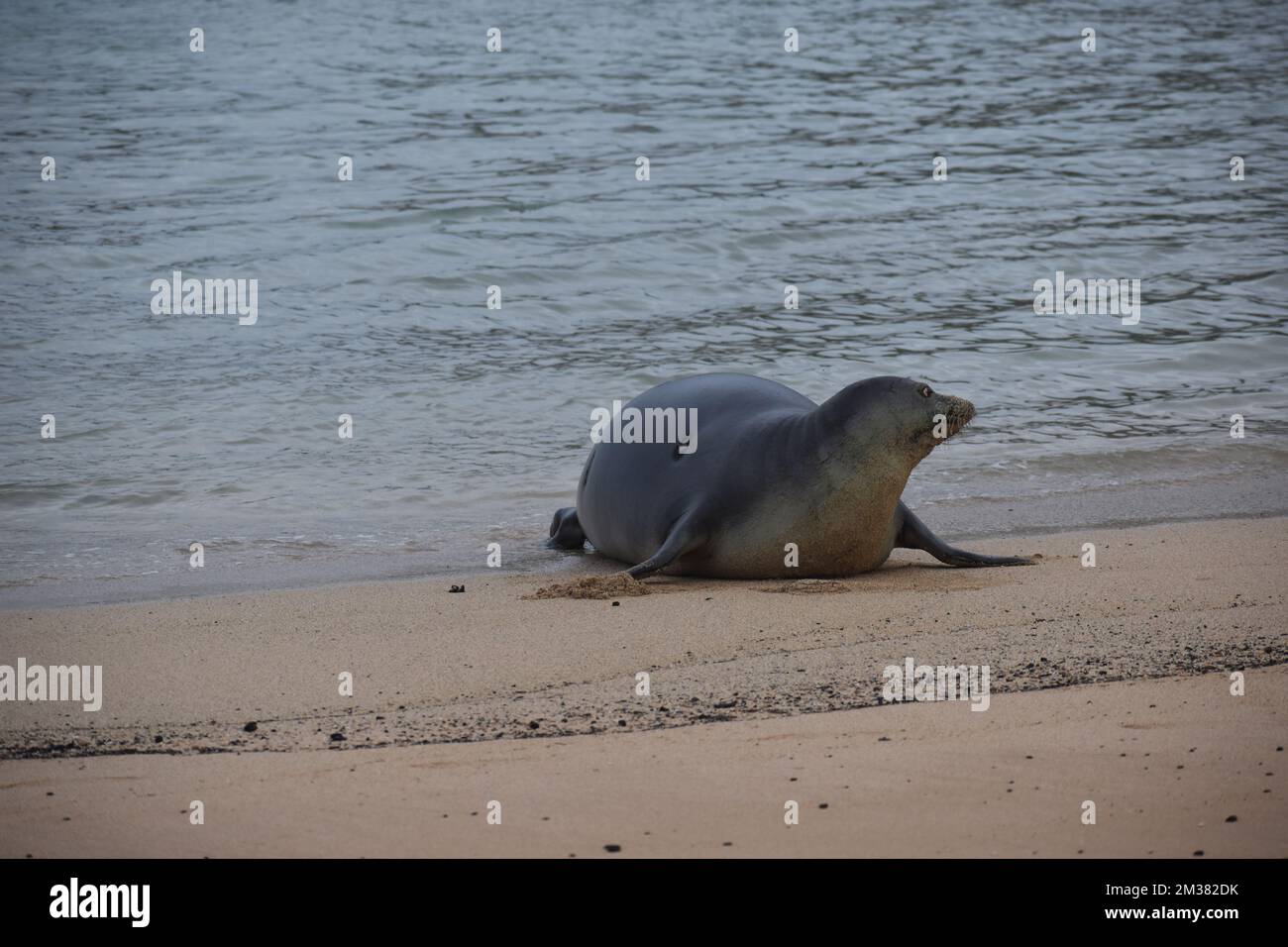 A seal lying on a sandy beach Stock Photo - Alamy