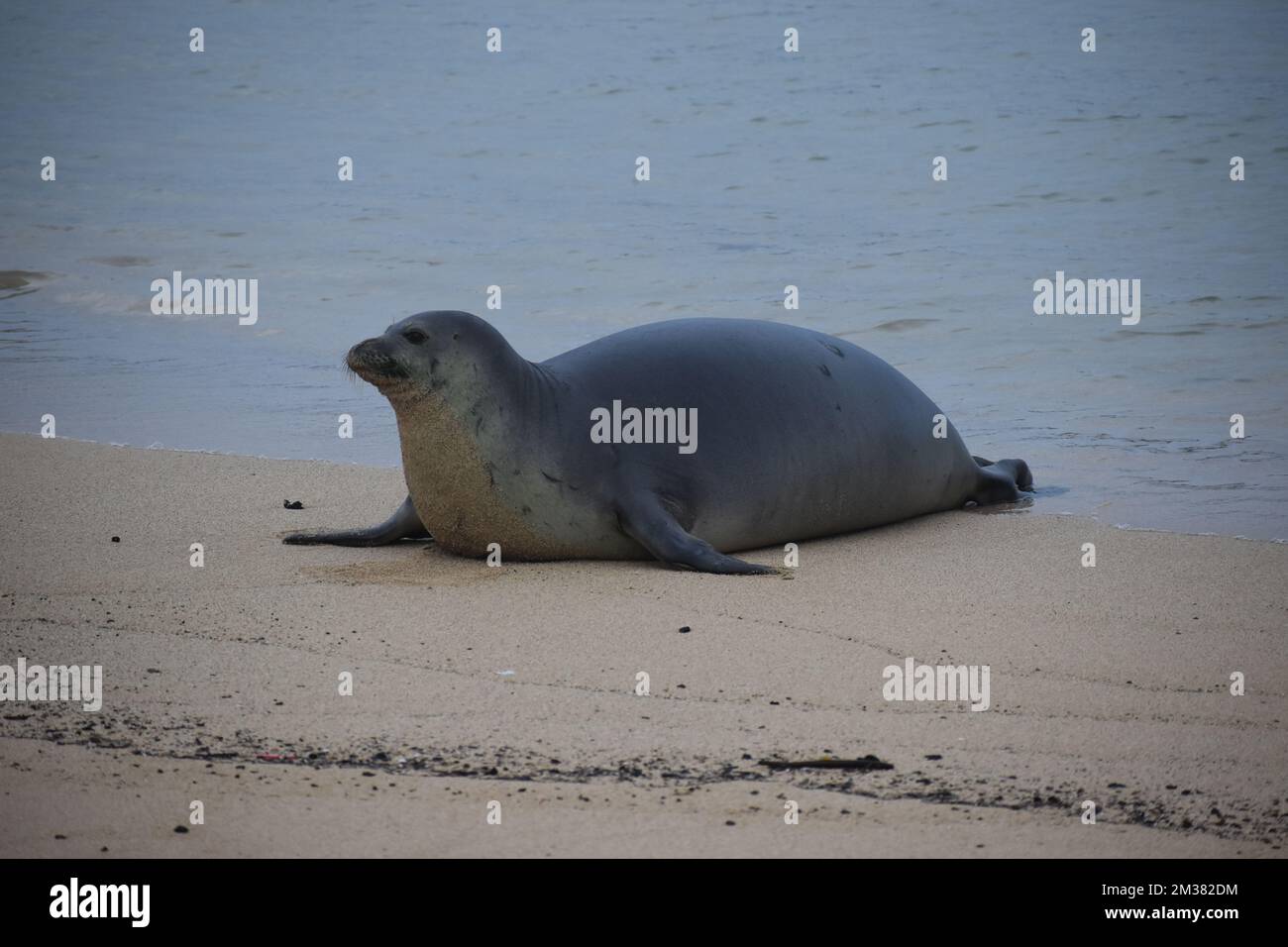 A seal lying on a sandy beach Stock Photo - Alamy