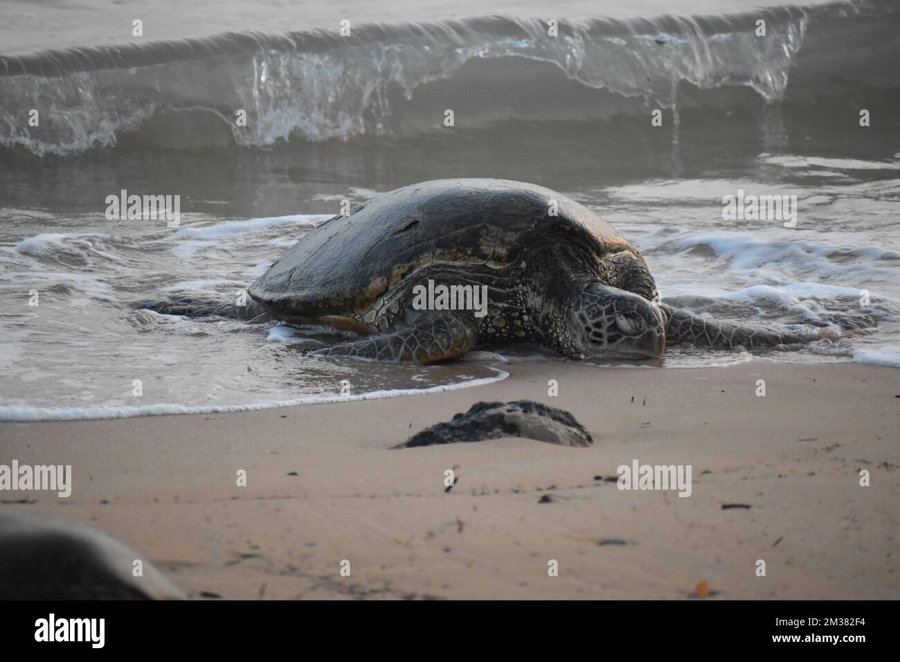 A sea turtle on a sandy beach Stock Photo - Alamy