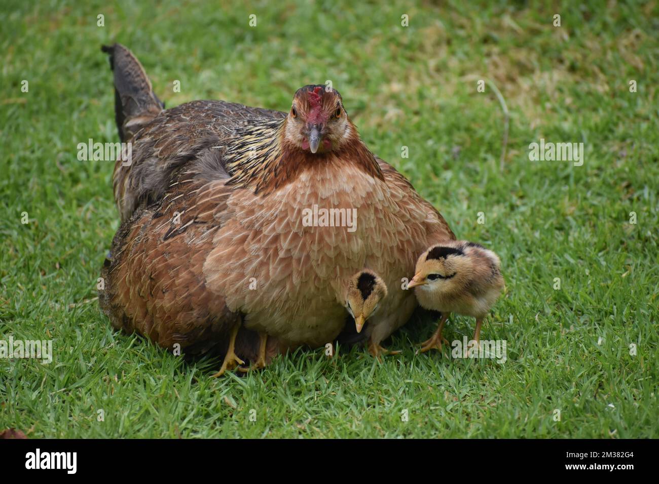 A mother chicken with its chicks on the grass Stock Photo - Alamy