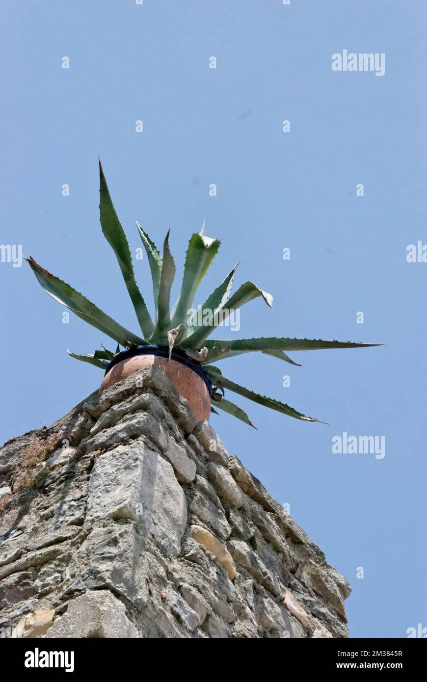 Corner plants hi-res stock photography and images - Alamy