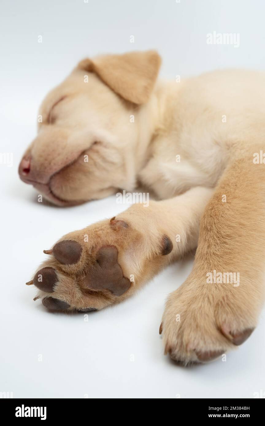 Paws of sleeping labrador puppy on white studio background Stock Photo ...