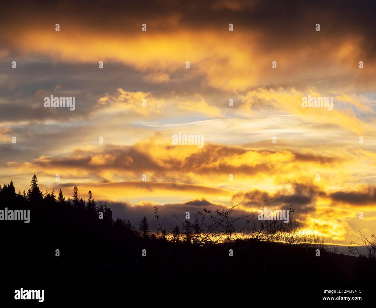 Sunrise through conifer trees in Ambleside, Lake District, UK Stock ...