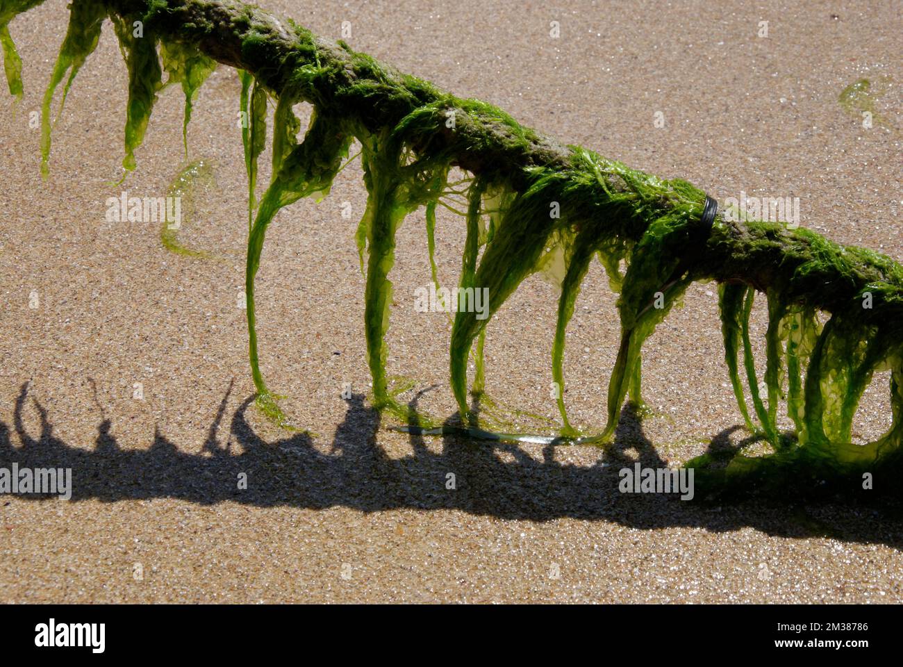 Seaweed on a rope Stock Photo - Alamy