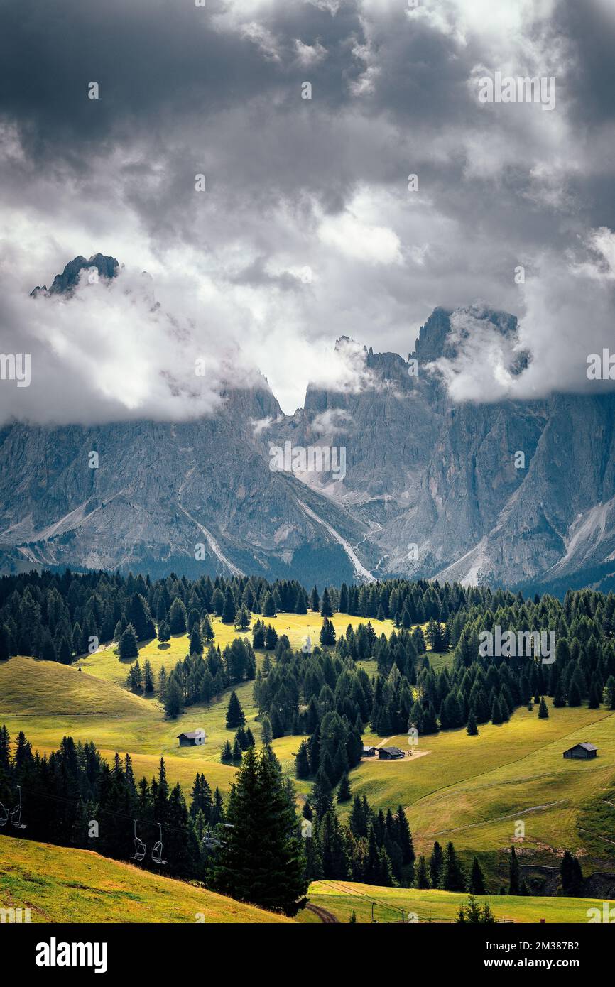 The coniferous trees with mountains in the background against a ...