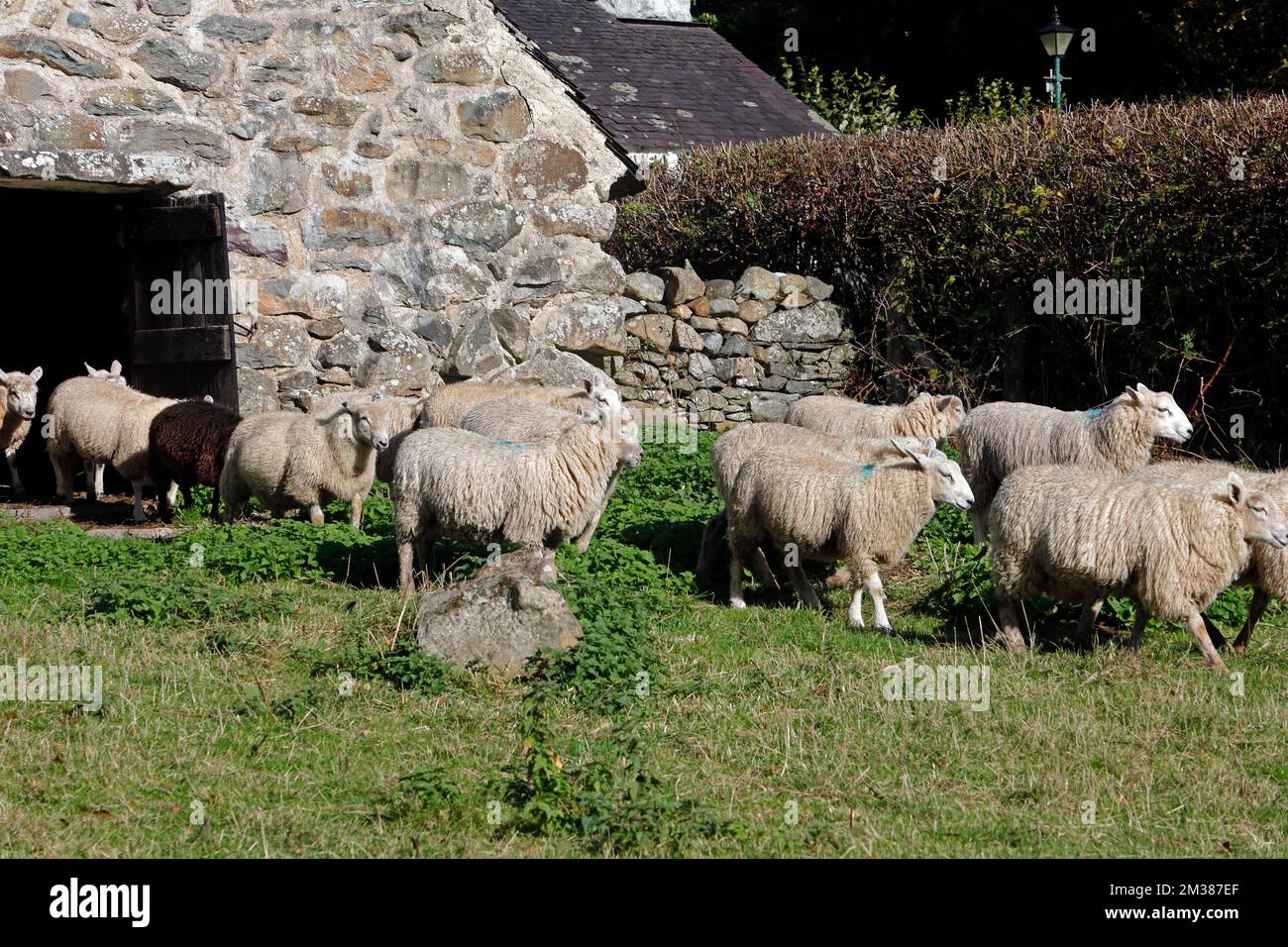 Sheep leaving Cae Adda Byre at at Saint Fagans museum, October ...