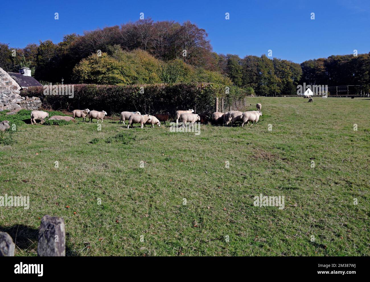 Sheep leaving Cae Adda Byre, Saint Fagans museum, October / November ...