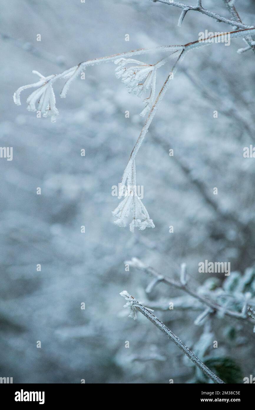 Frost plant hi-res stock photography and images - Alamy