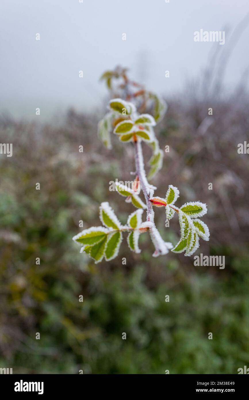 Hoar frost forming on the leaves of Dog Rose Rosa canina) plant Stock ...