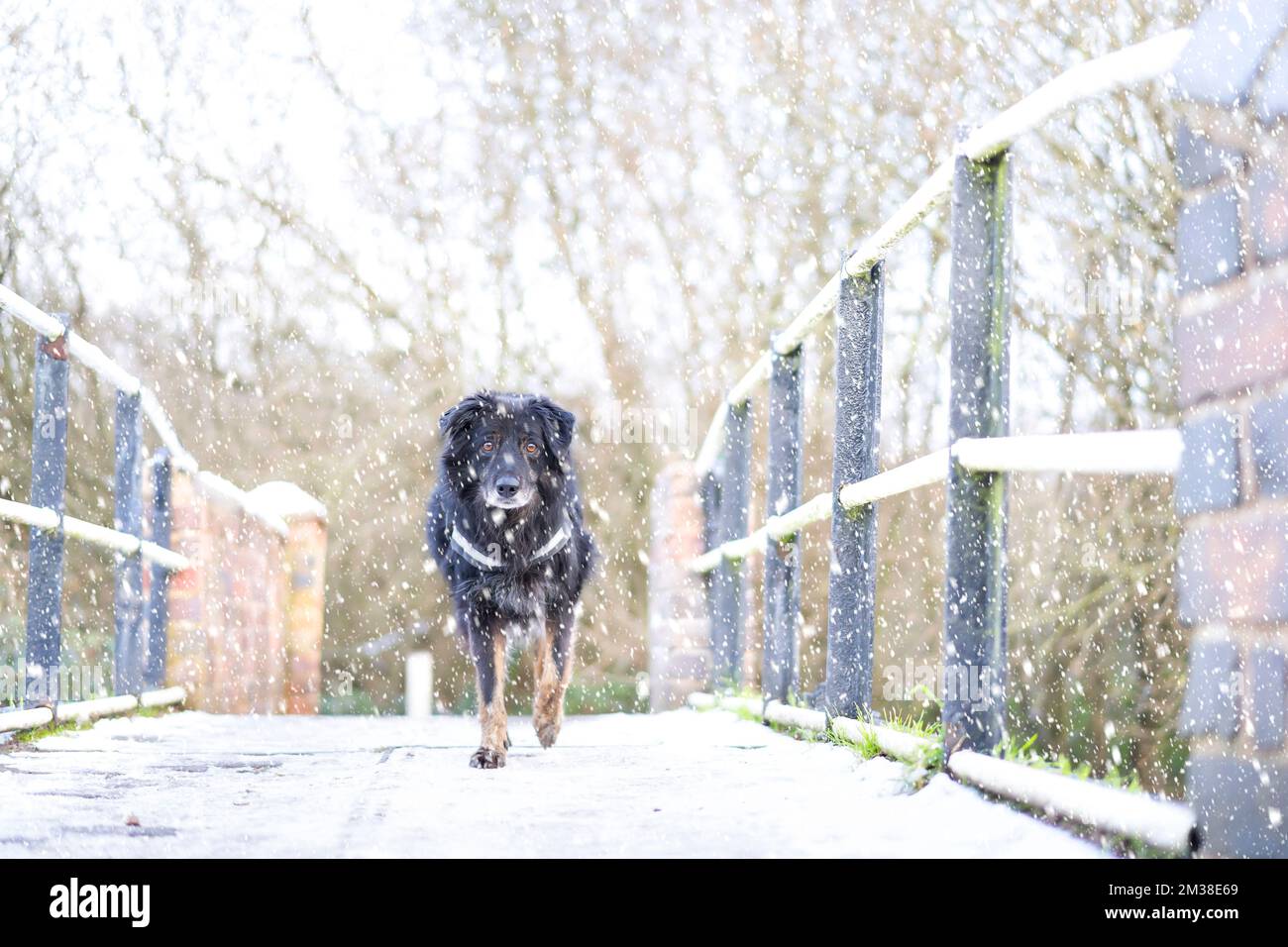 Front view of pet dog (border collie cross) outdoors in falling snow ...