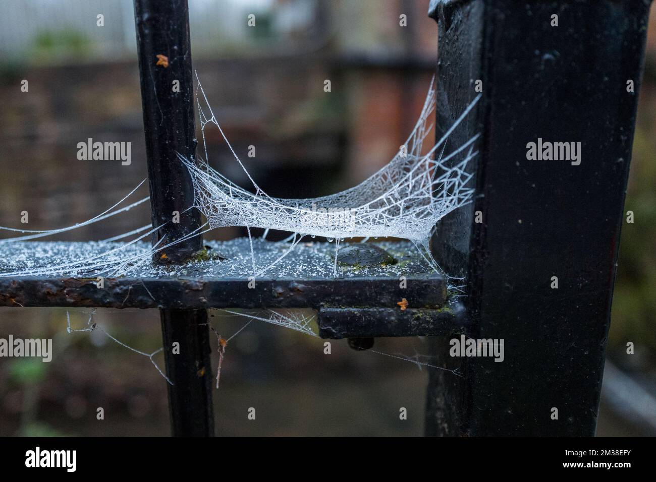 Water droplets on a spides web attached to a black painted steel rail ...