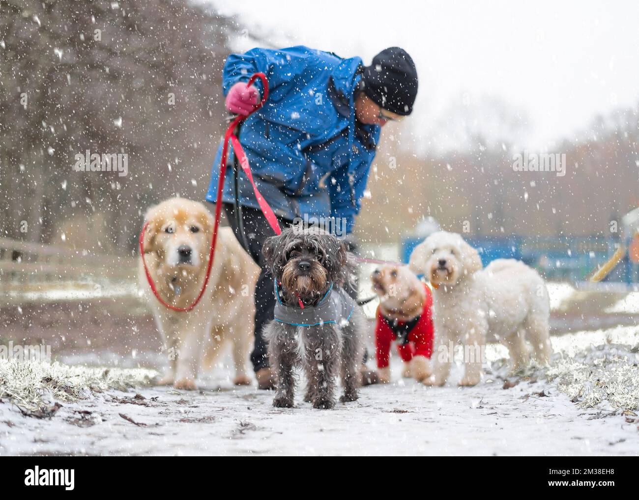 Dog owner in public UK park walking four pet dogs on leads in the ...