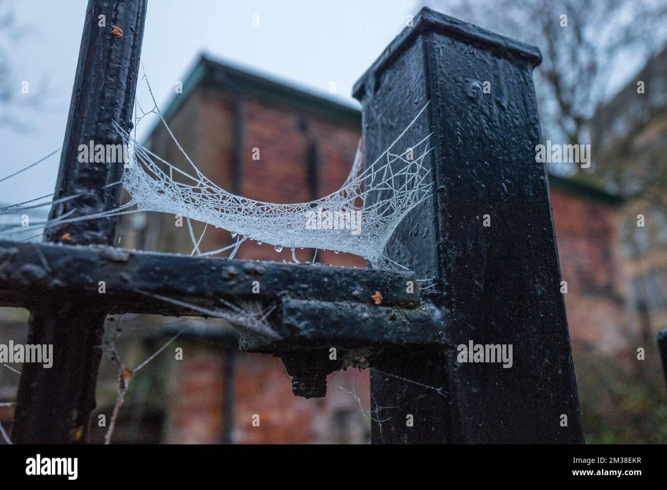 Water droplets on a spides web attached to a black painted steel rail ...