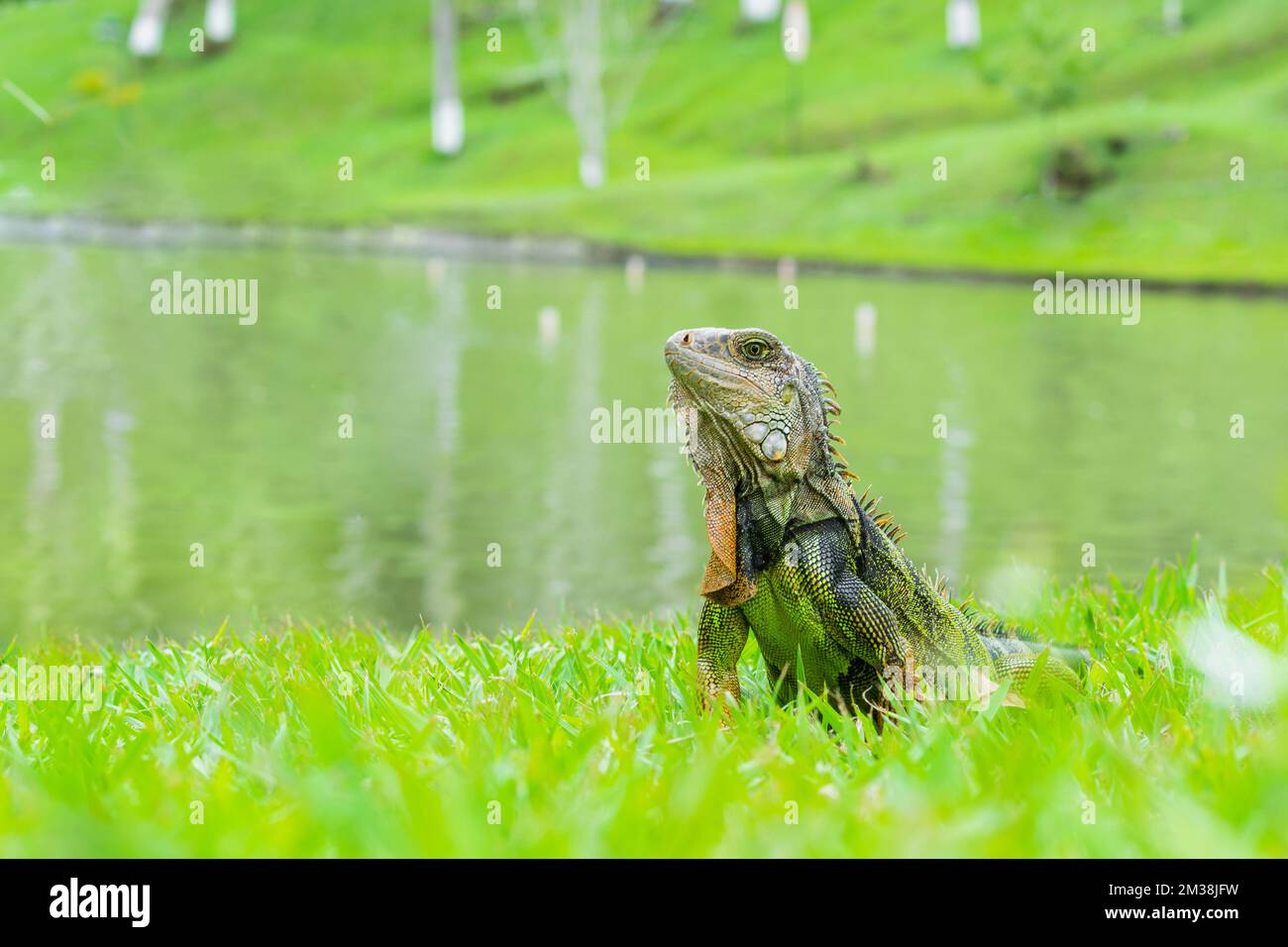 South American female green iguana, standing on the green grass raising ...