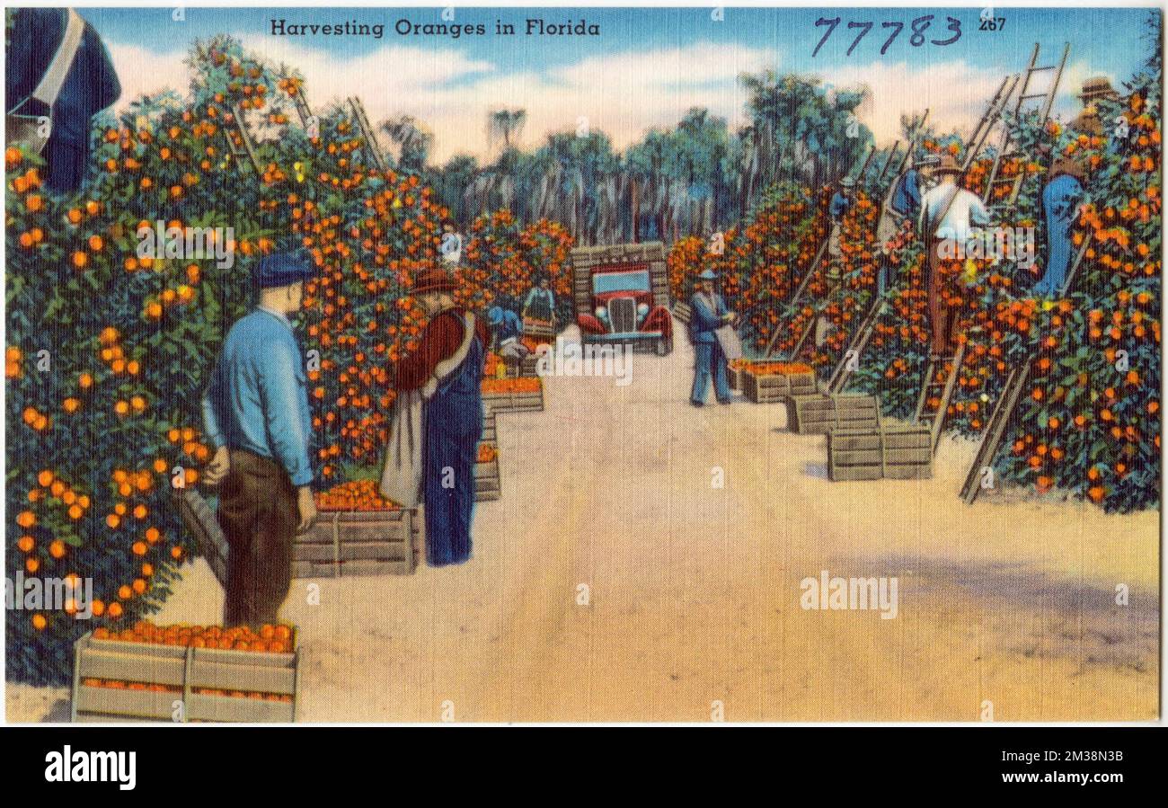 Orange groves florida workers hi-res stock photography and images - Alamy
