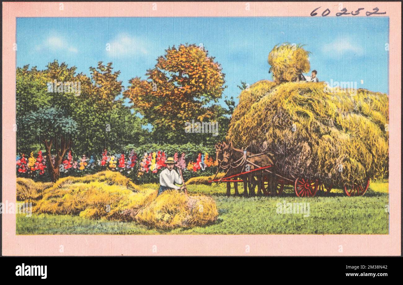 Harvesting hay onto a horse-drawn cart , Horses, Carts & wagons, Hay ...