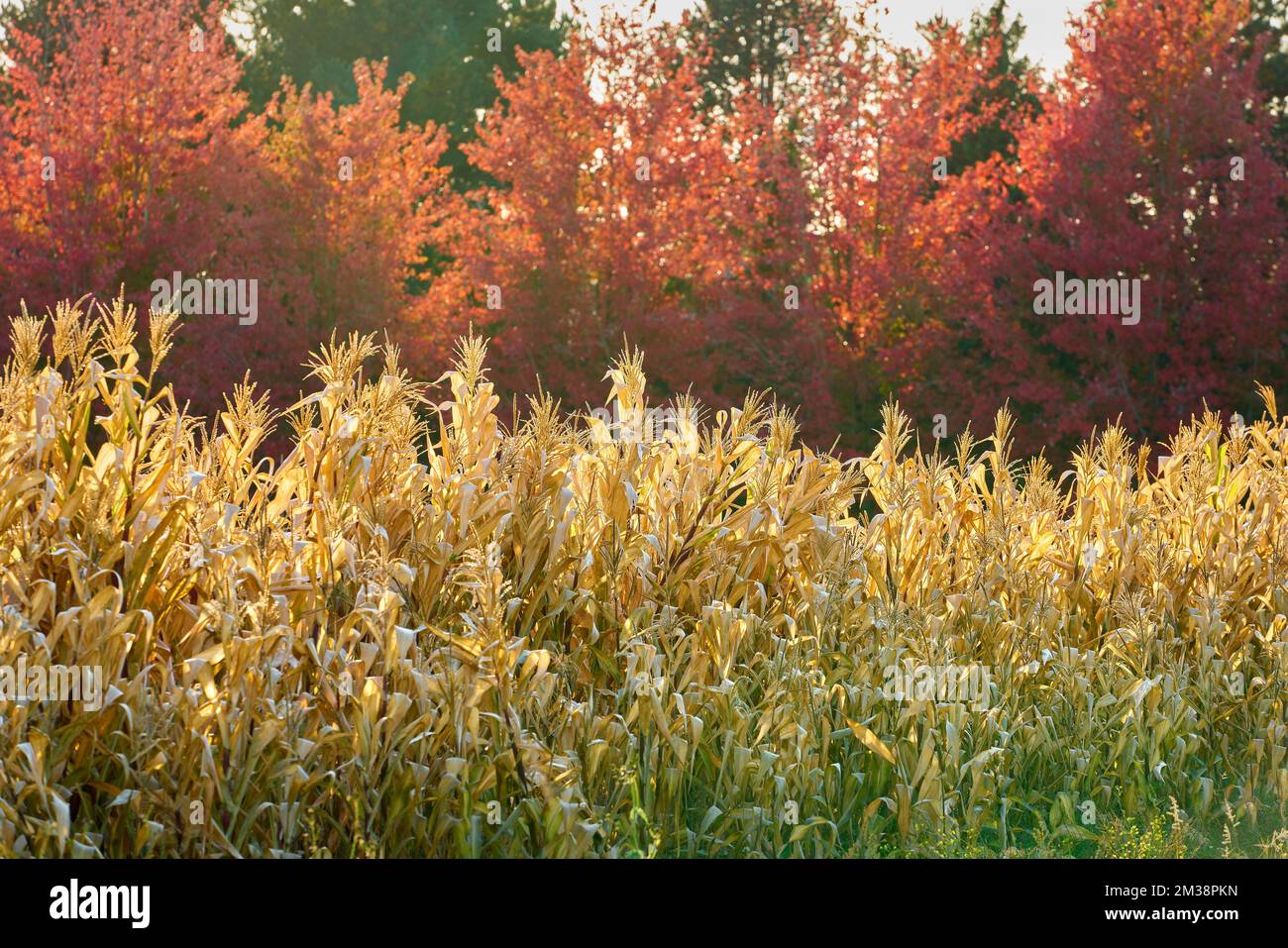 Drying corn stalks hi-res stock photography and images - Alamy