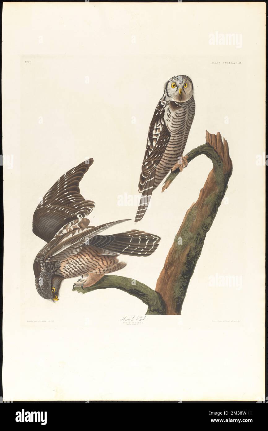 Hawk owl : Strix funerea. Male, 1 Female, 2. c.1 v.4 plate 378 , Owls ...