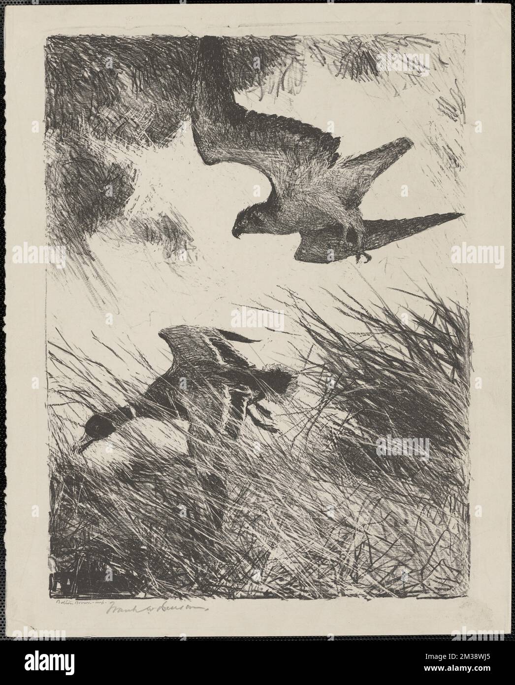 Hawk and mallard , Ducks, Hawks, Flying, Grasses. Frank W. Benson (1862 ...