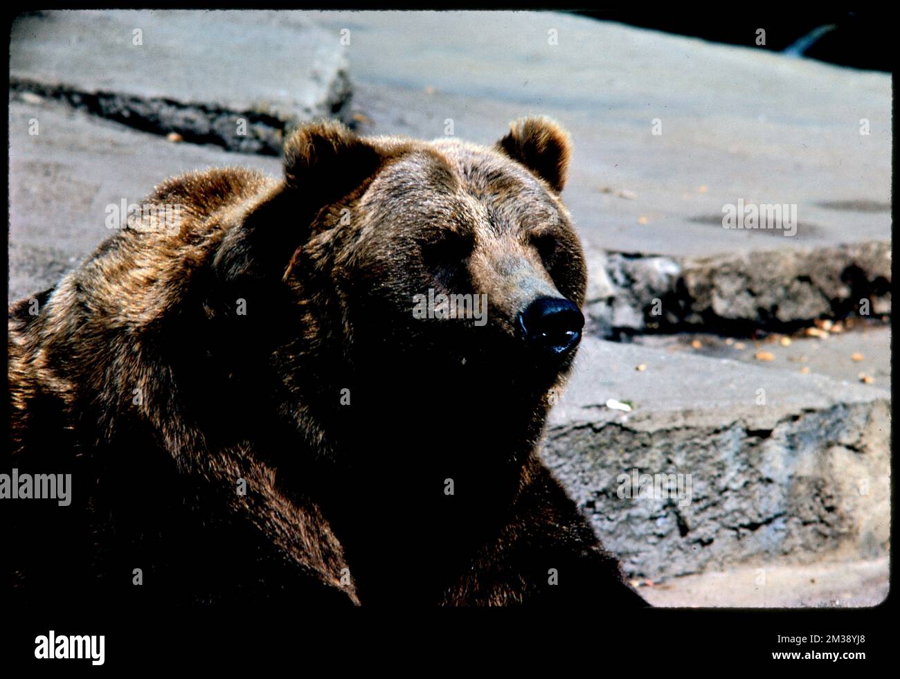 Head and shoulders of brown bear , Bears, Zoos. Edmund L. Mitchell ...