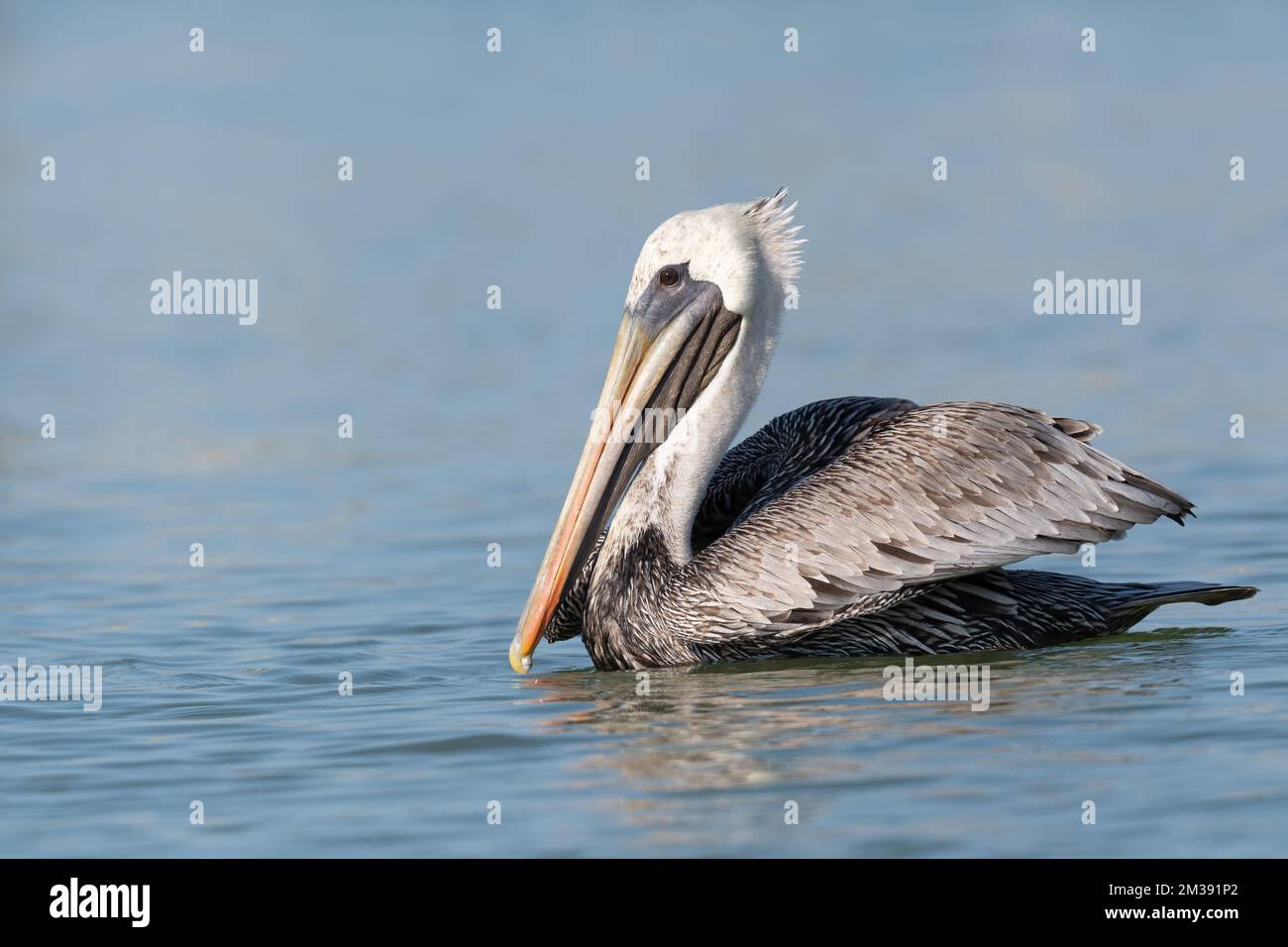 A Brown pelican (Pelecanus occidentalis) swimming in the Florida Keys ...