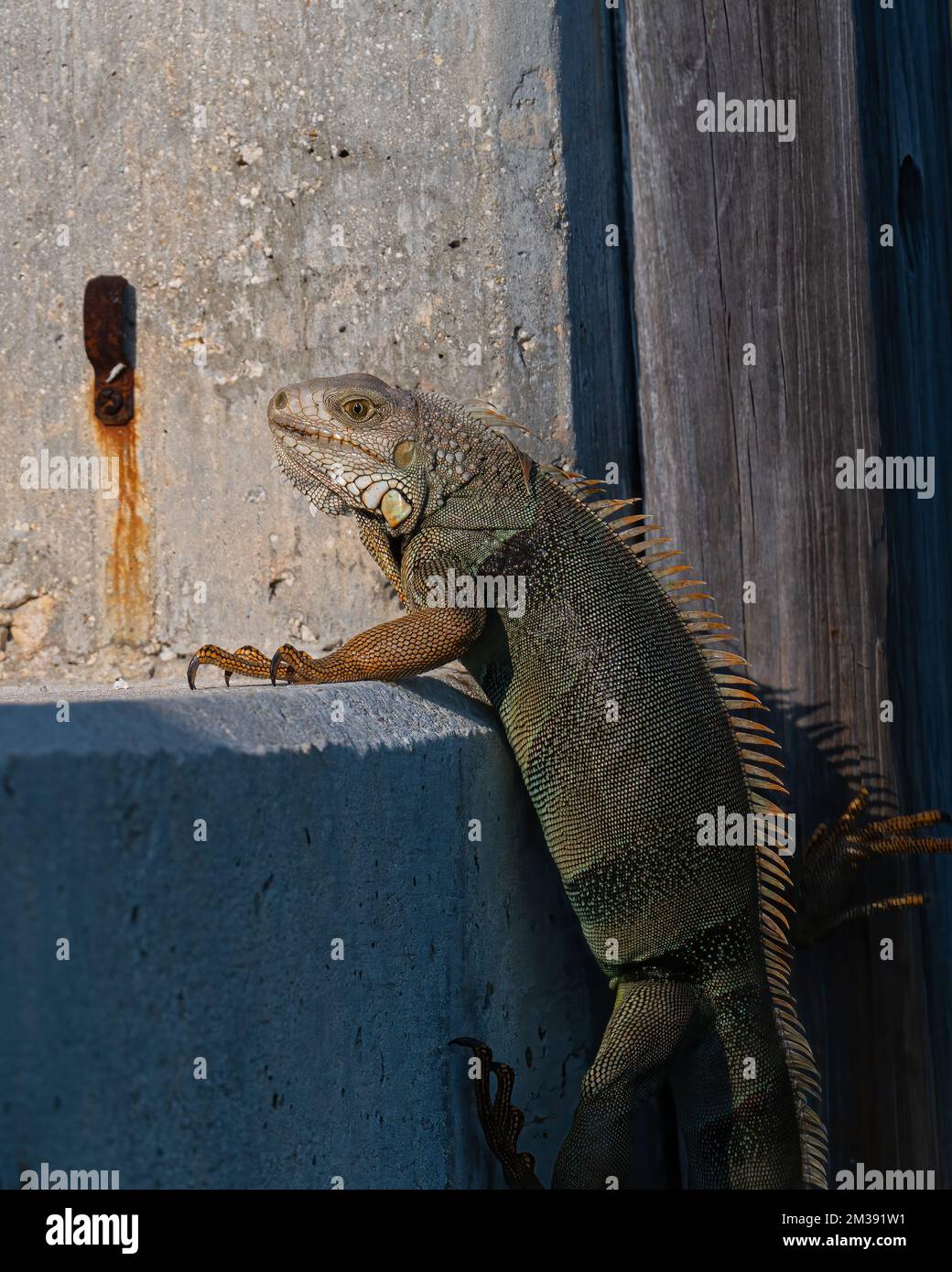 A Green Iguana (Iguana iguana), an invasive species, climbing a cement ...