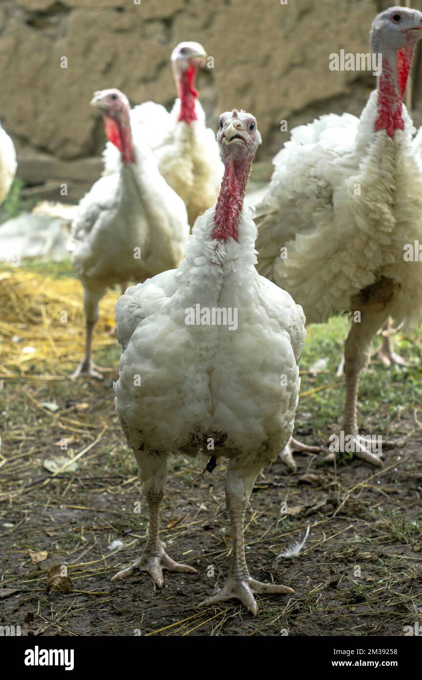 A vertical shot of a group of turkeys Stock Photo - Alamy