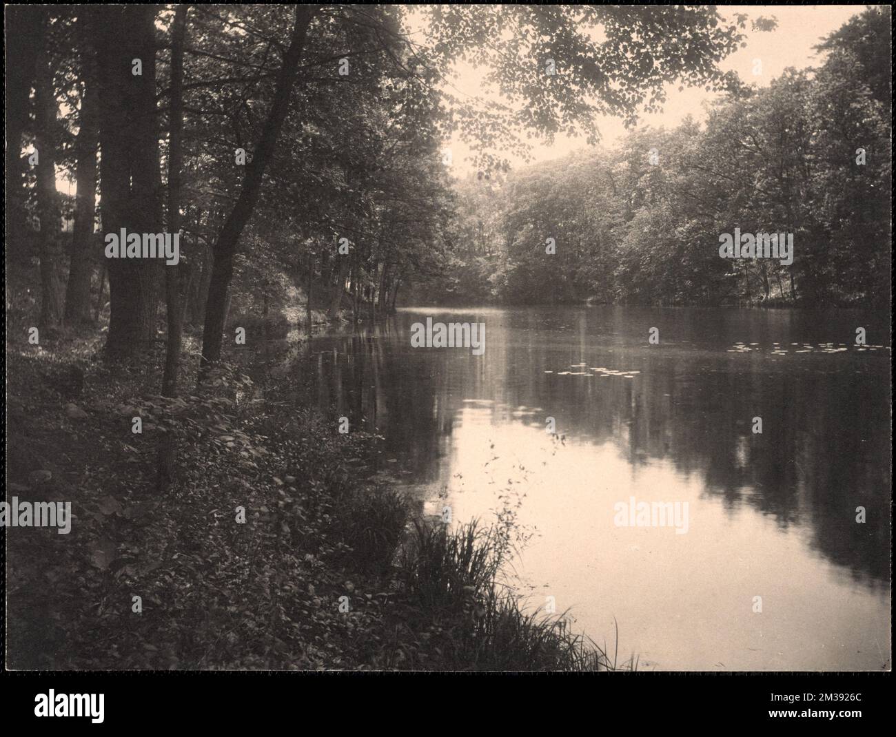 Heard’s Pond (?) , Lakes & ponds, Trees. Wayland Free Public Library ...