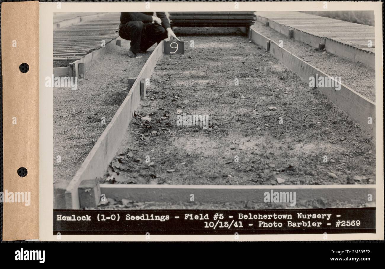 Hemlock (1-0) seedlings, field #5, Belchertown Nursery, Belchertown ...