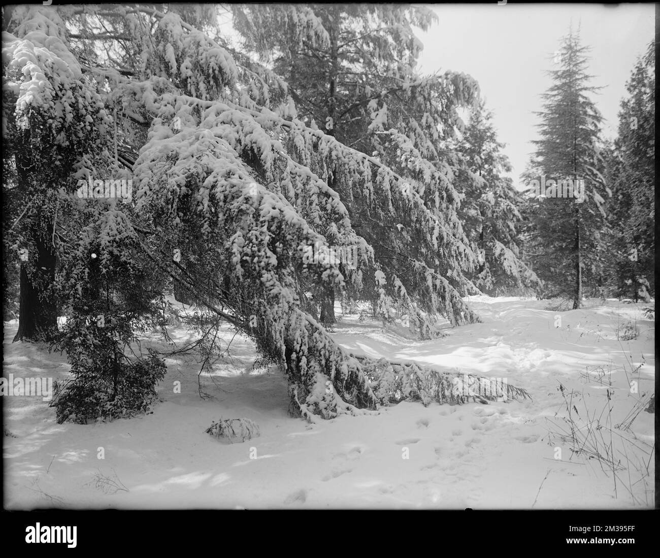 Hemlock hill, Arnold Arboretum , Winter, Snow, Trees, Botanical gardens ...