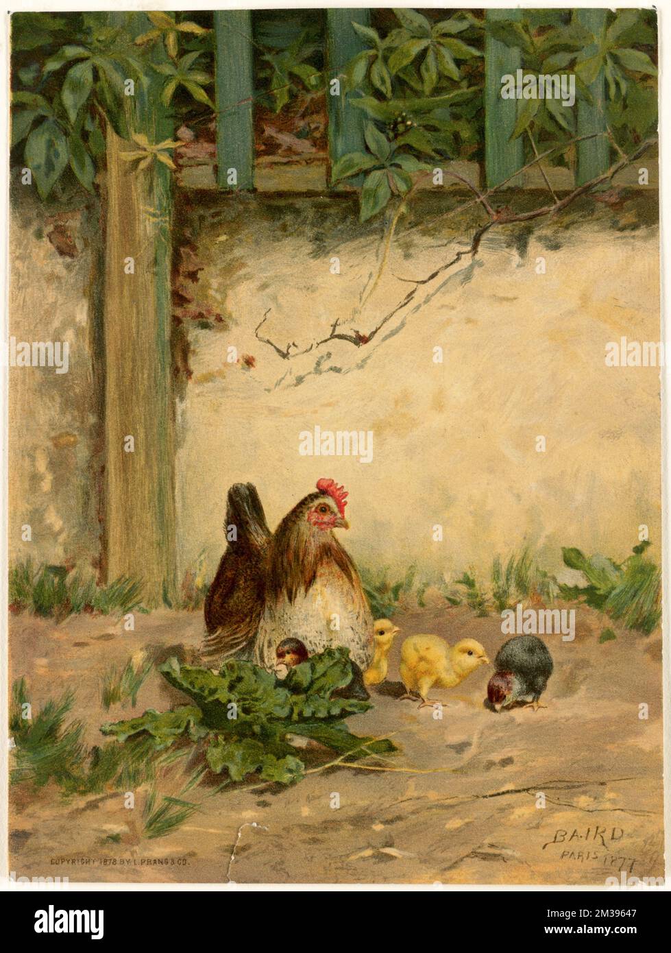 Hen with four chicks , Chickens. Louis Prang & Company Collection Stock ...
