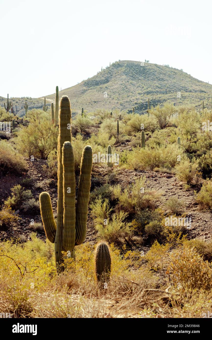 Group of saguaro cacti standing prominently in the sanoran desert near ...