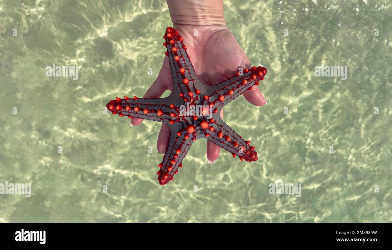The Starfish or sea stars are star-shaped echinoderms belonging to the ...