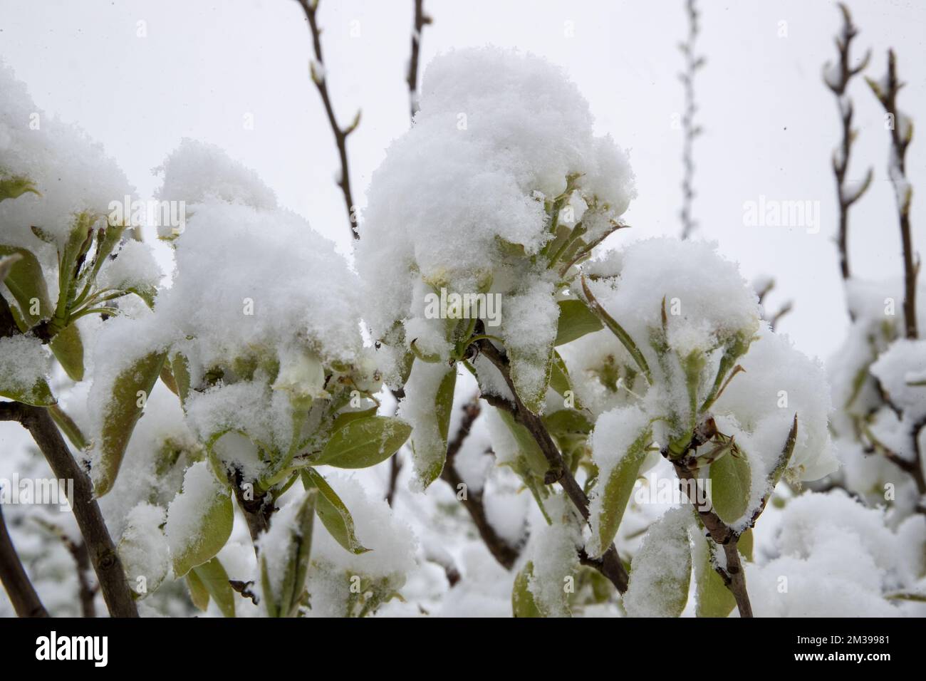 Pear conference illustration hi-res stock photography and images - Alamy