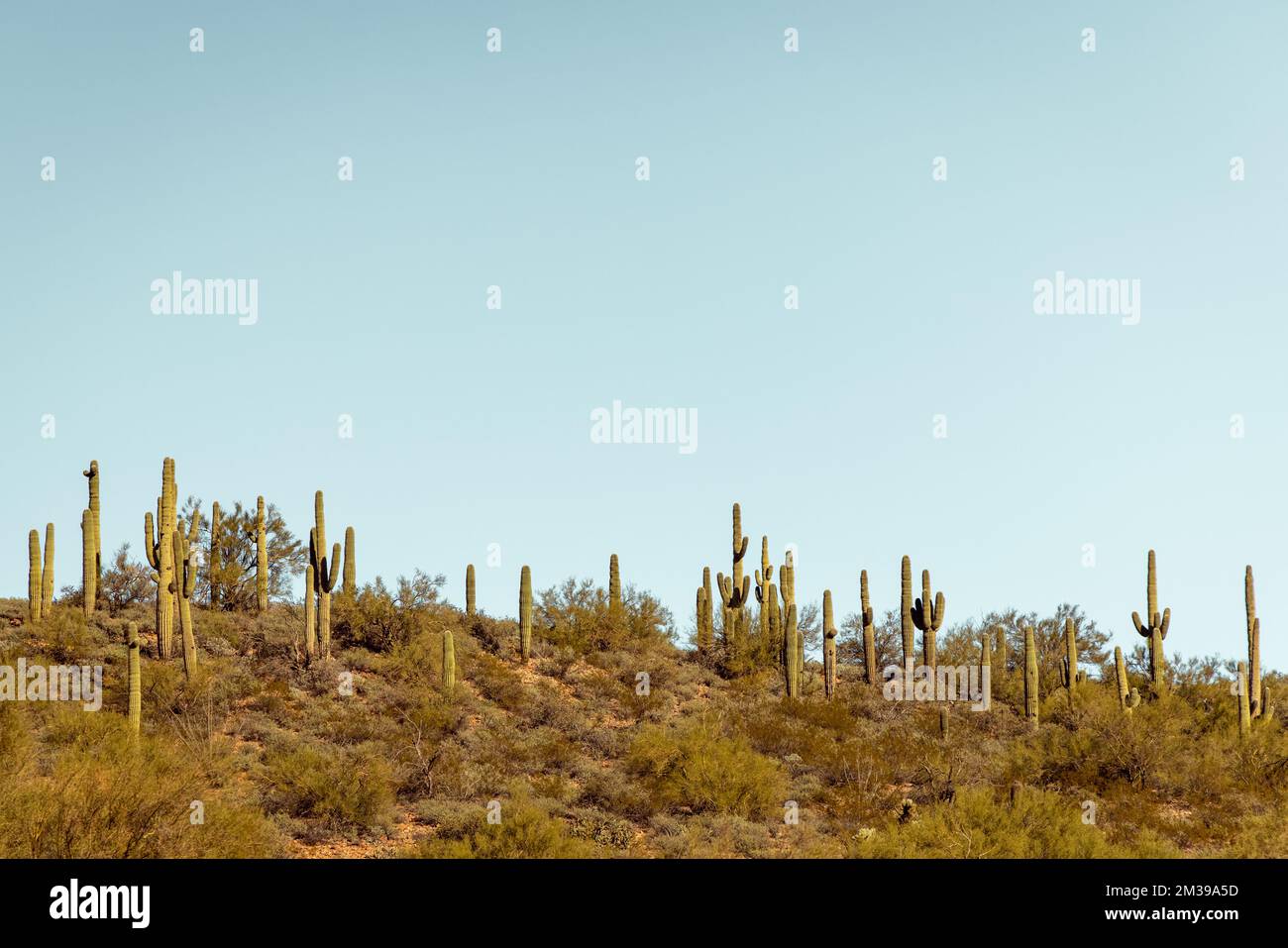 Group of saguaro cacti standing prominently in the sanoran desert near ...