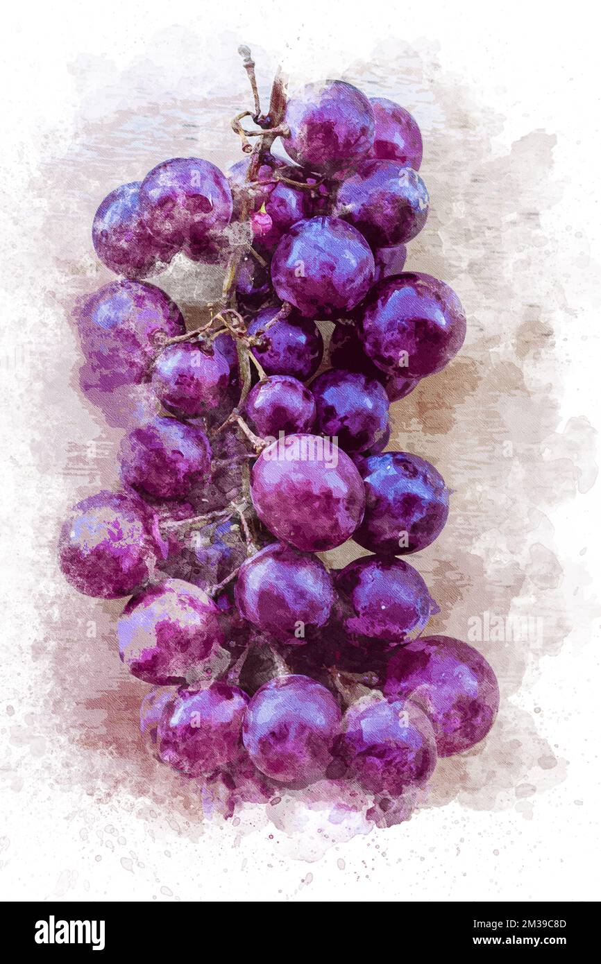 Watercolor painting of grape fruit on table top view. Watercolor red ...