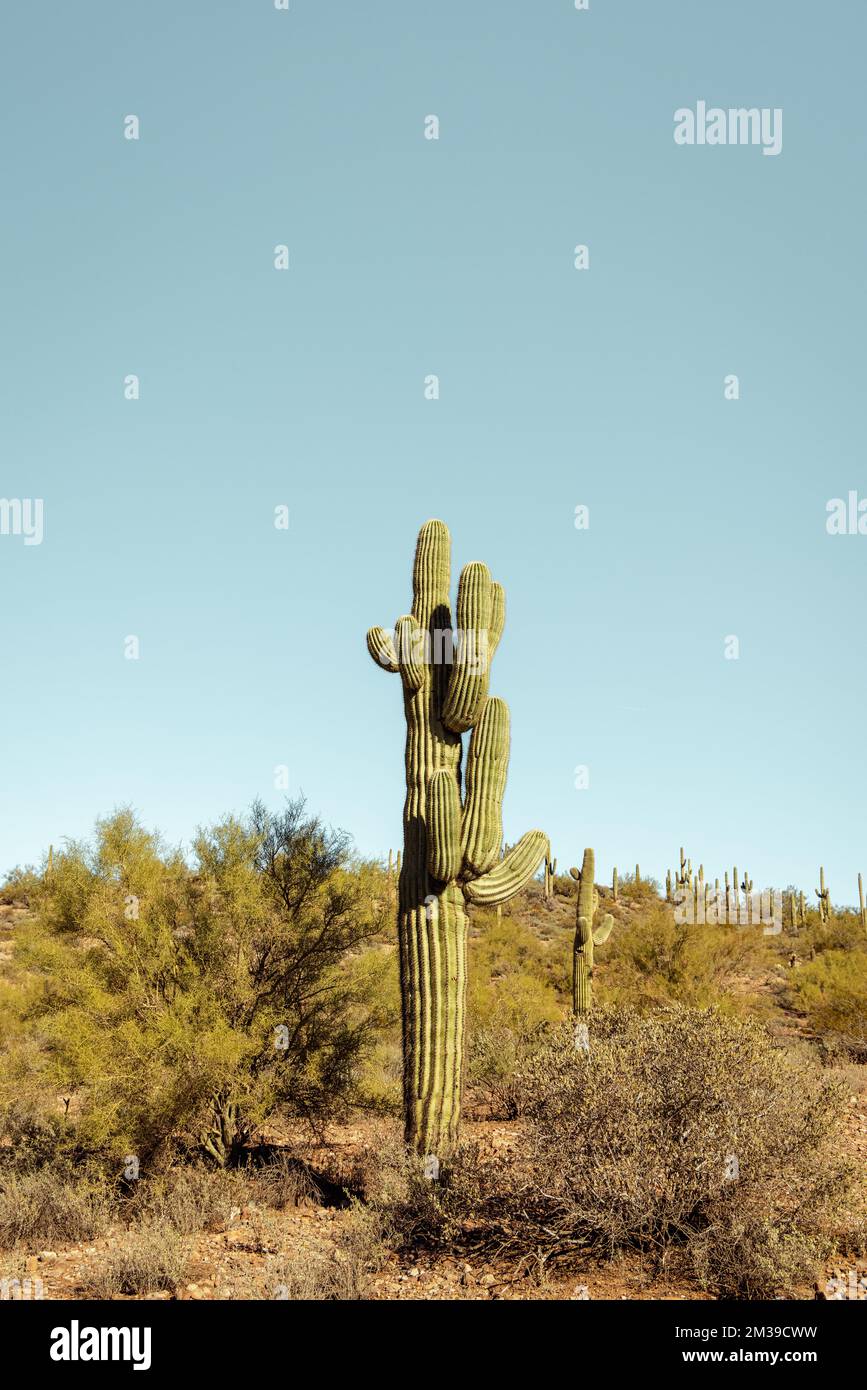 Single main saguaro cactus standing prominently in the Sonoran desert ...