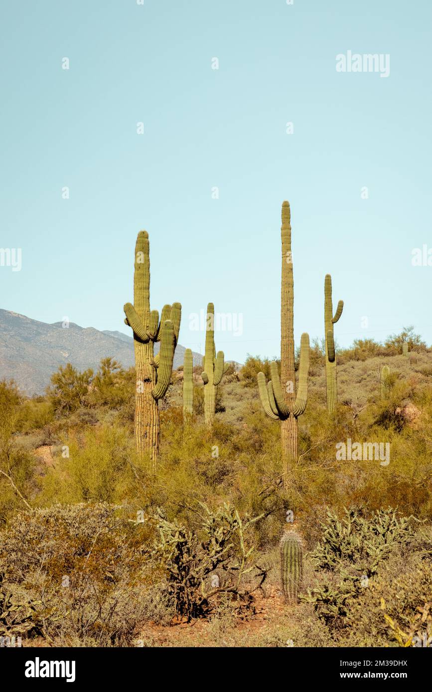Group of saguaro cacti standing prominently in the sanoran desert near ...