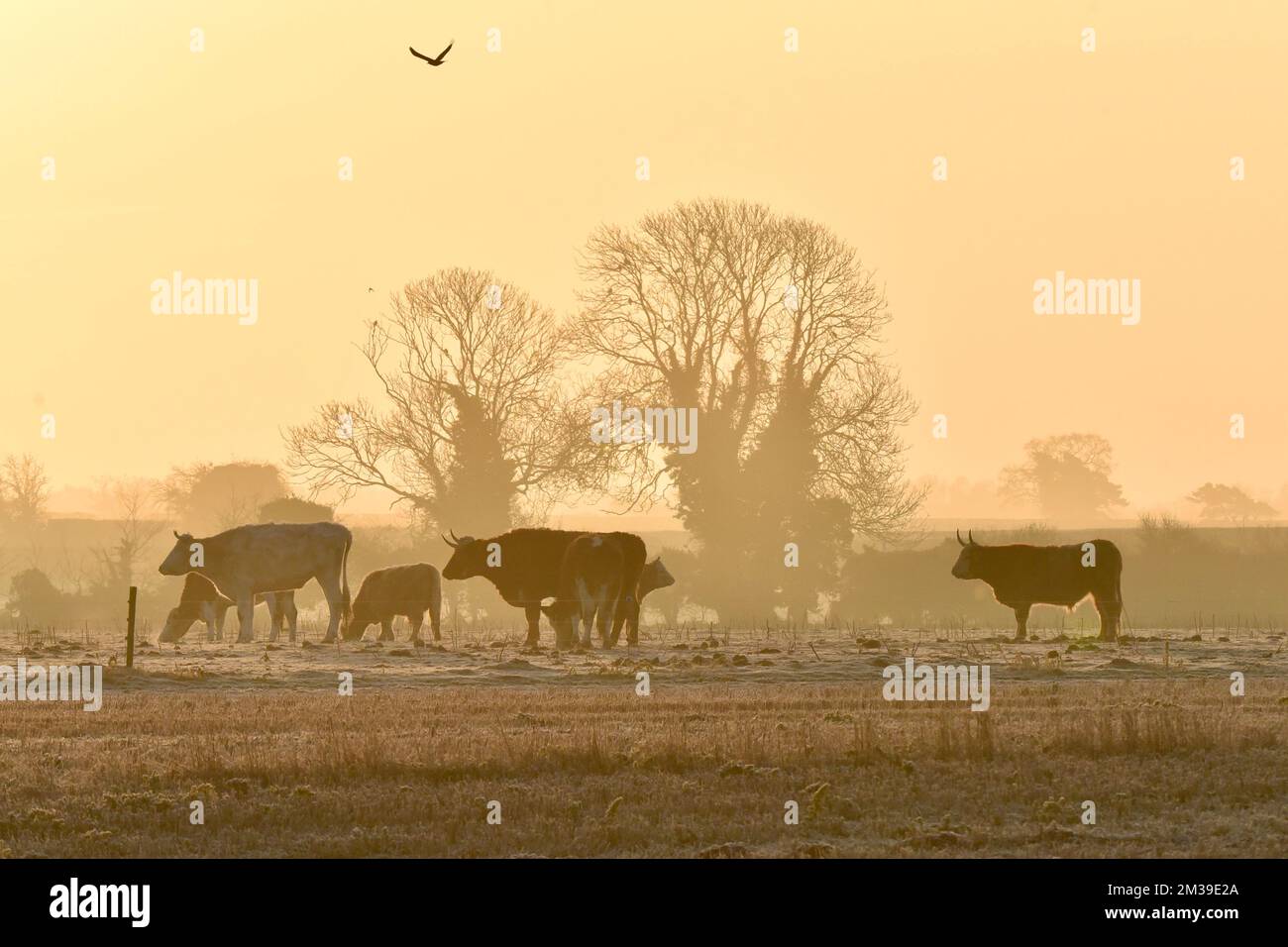 Cows and calves in a farmers field during sunrise. Norfolk, England ...