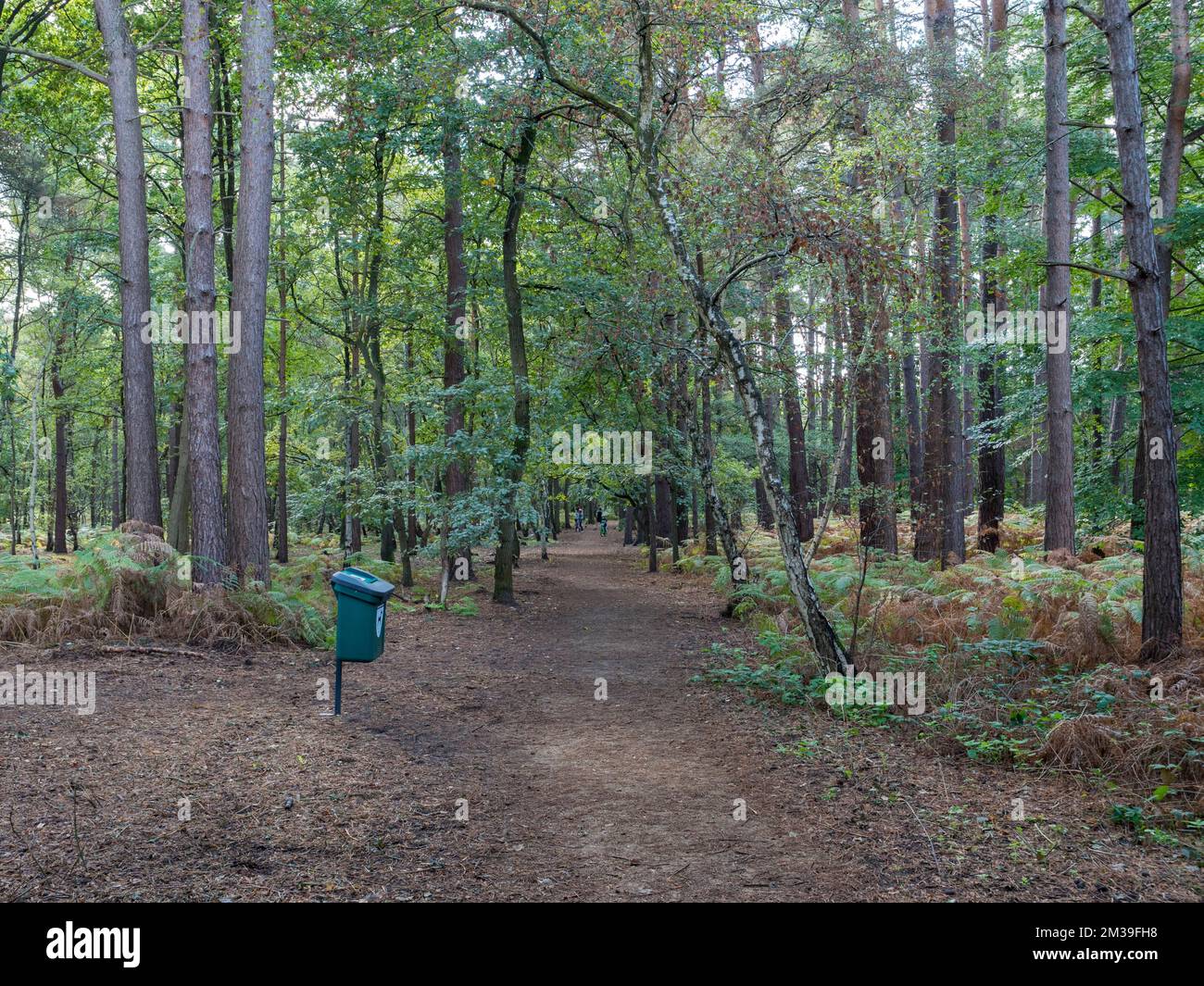 General view of the Bedser Trail on Horsell Common near Woking, UK ...
