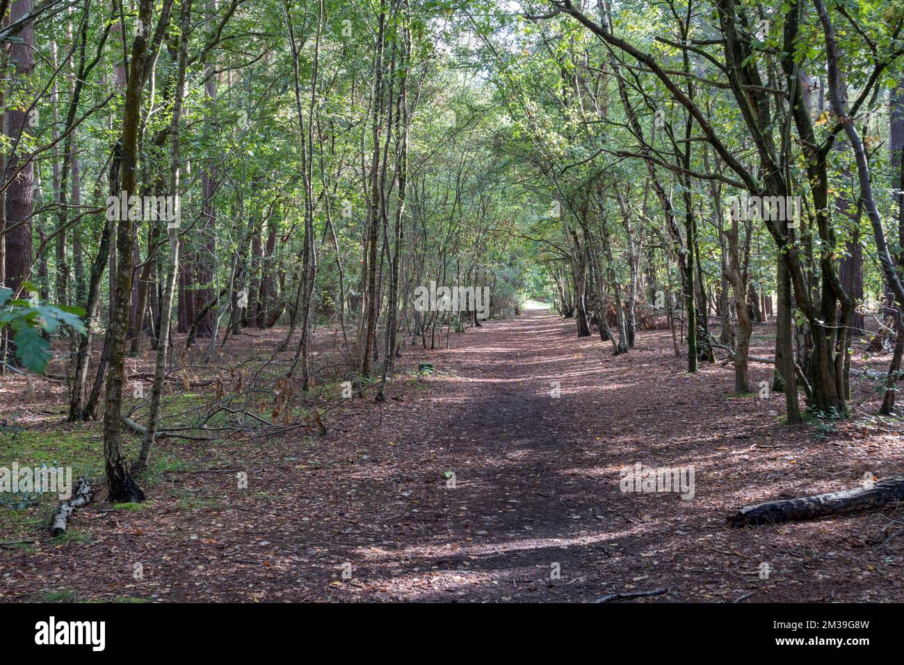 General view of the Bedser Trail on Horsell Common near Woking, UK ...