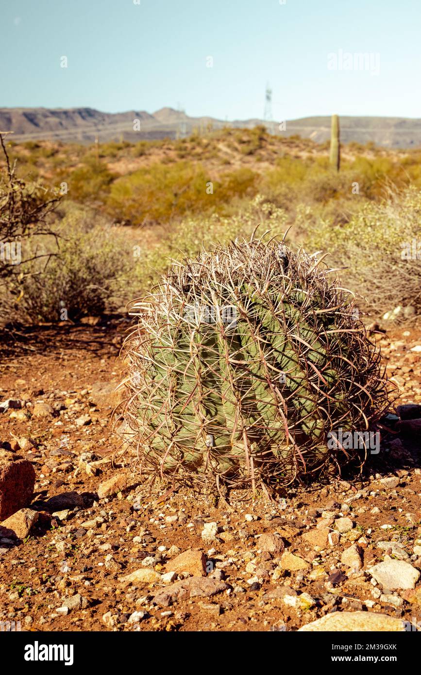 Small baby saguaro cacti sitting in the sanoran desert near phoenix ...