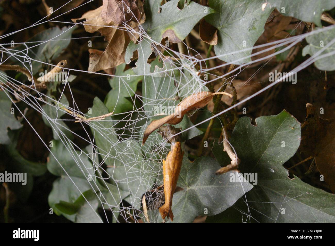 Frosty spiders webs hi-res stock photography and images - Alamy