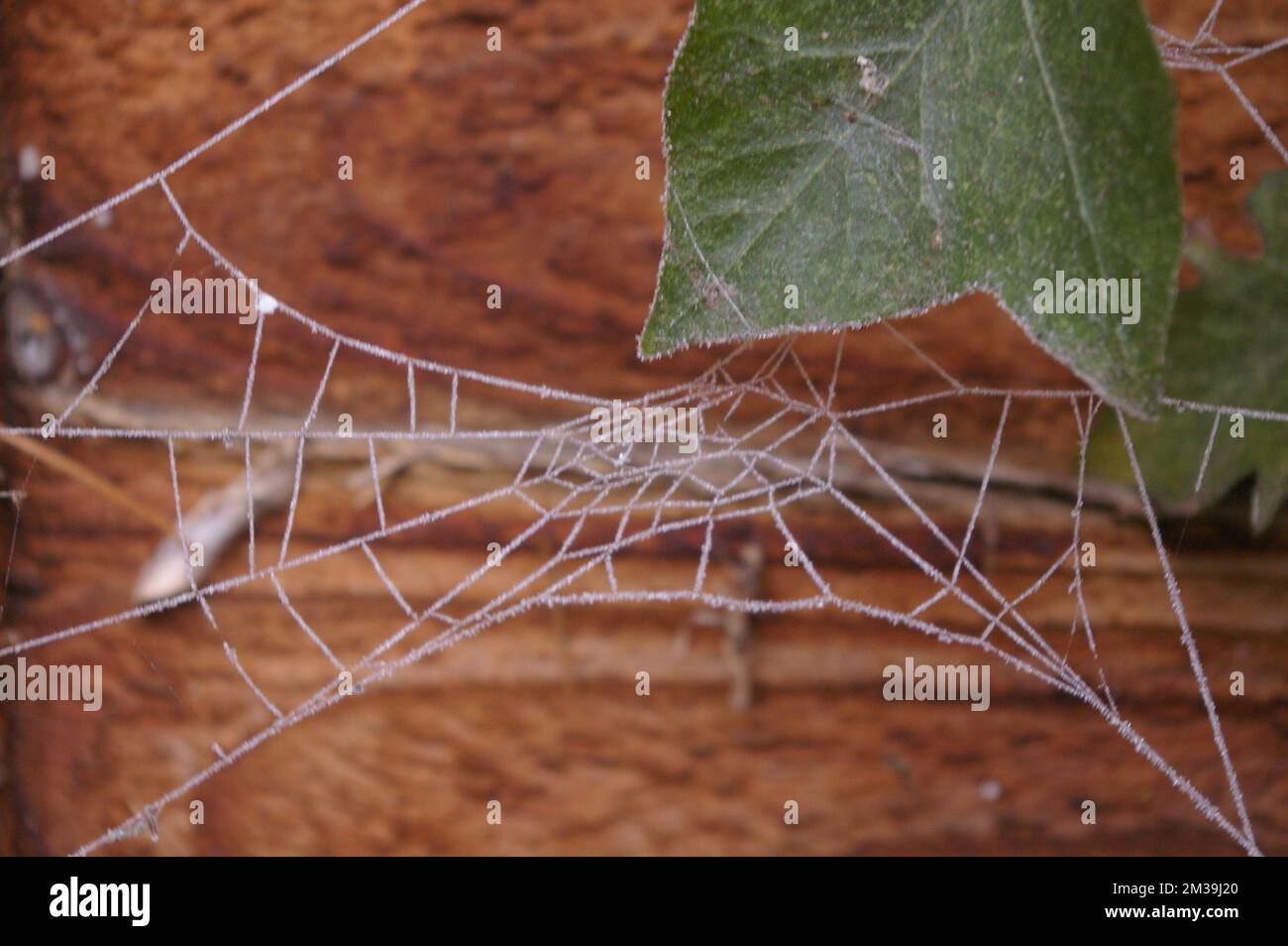 Frozen spiders webs hi-res stock photography and images - Alamy